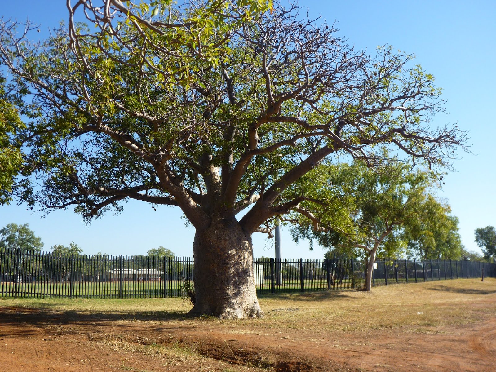 Just Keep on travelling: Boab trees in Derby