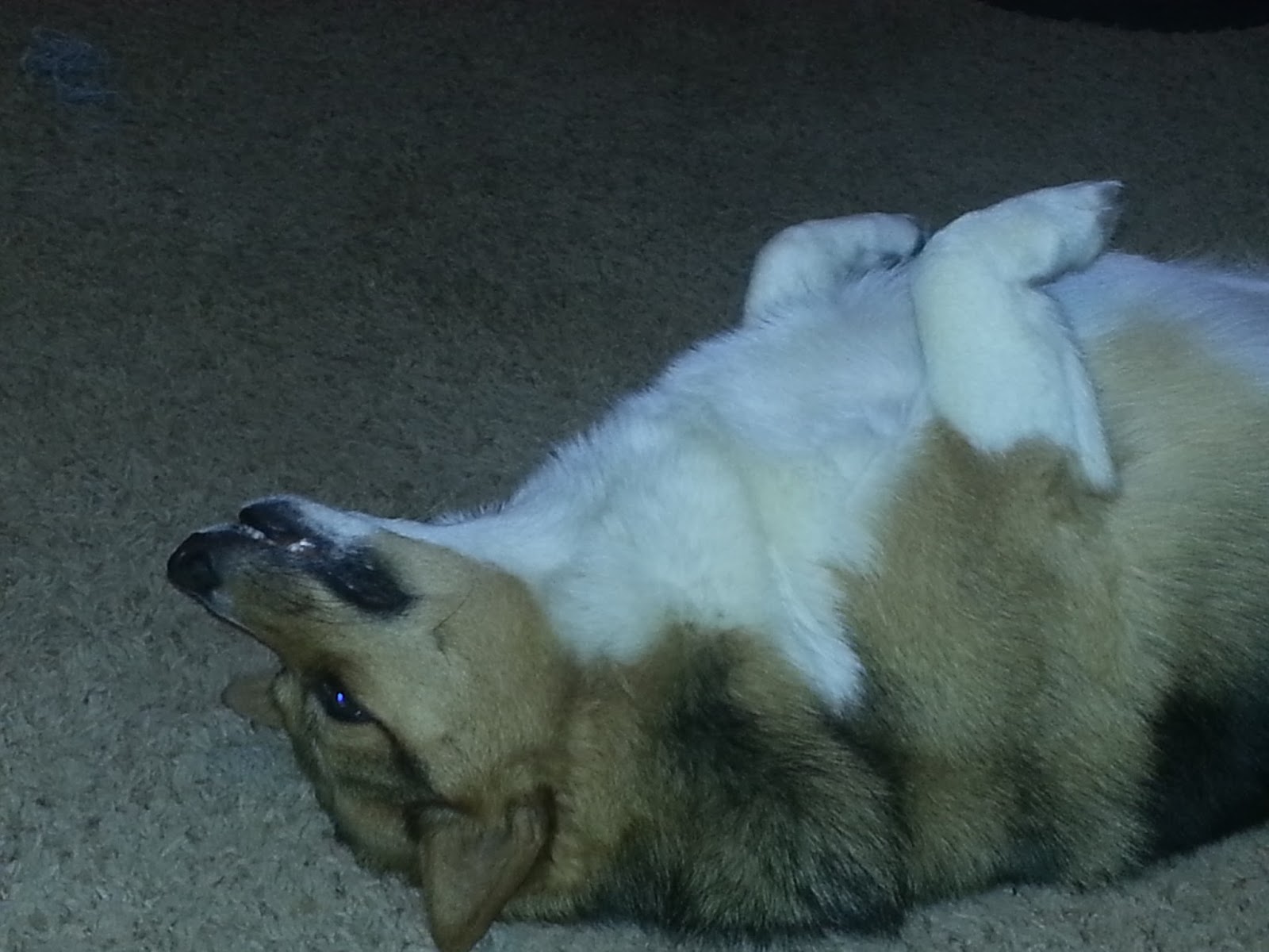 Lily the Corgi: Good Bye