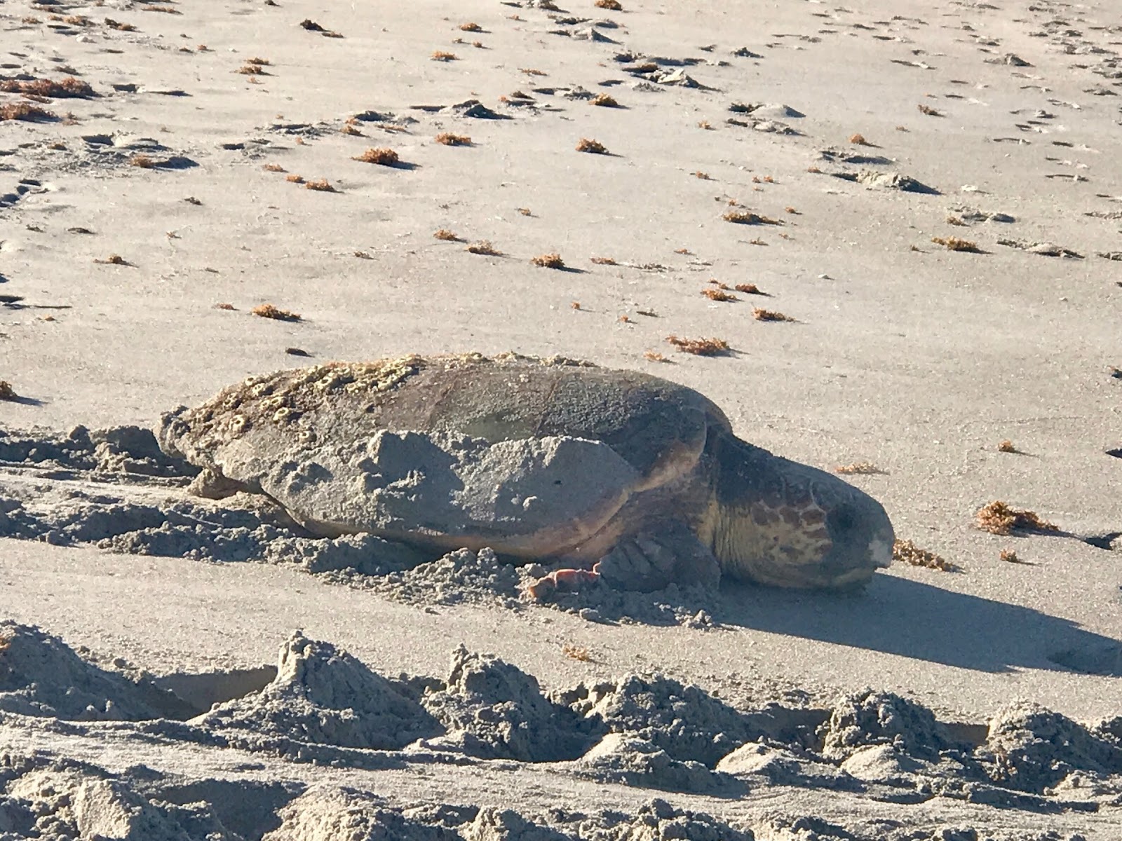 A Bob's Life: Loggerhead Encounter
