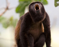 Howler (monkey) | Facts About All