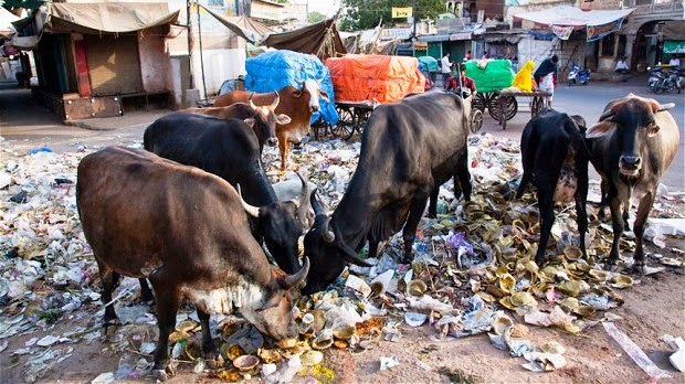 Musings: The Myth of The Holy Cow