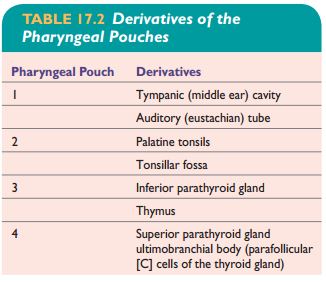 Branchial Pouch Derivatives