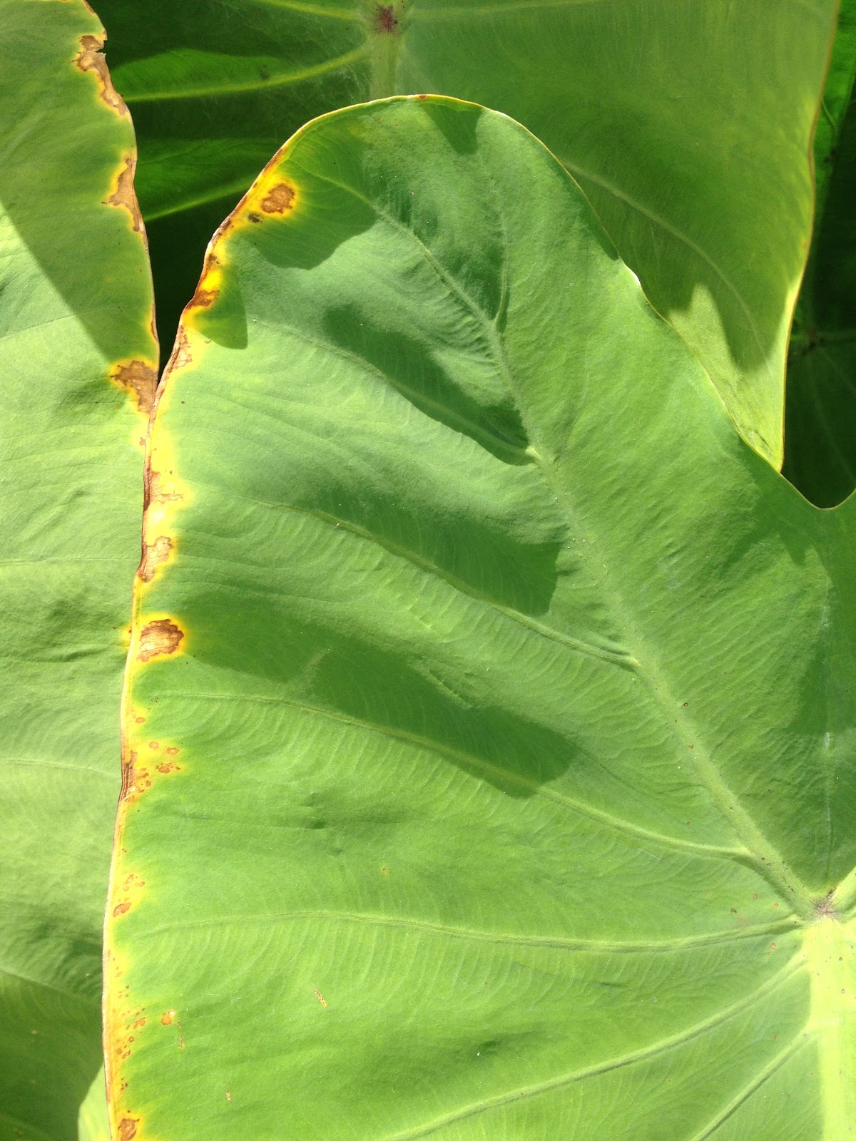 LIFE-CTAHR: Farm Doctor Visits a Taro Farm