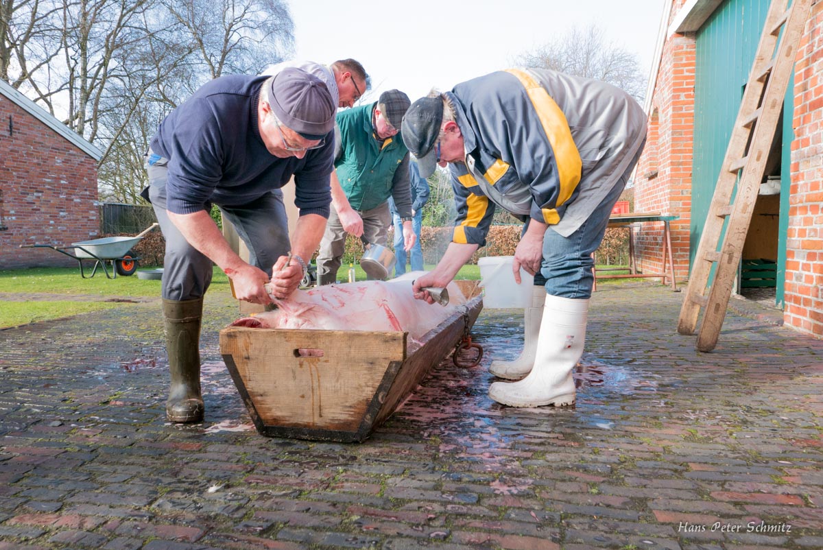 leezdörp.de: Schweineschlachten