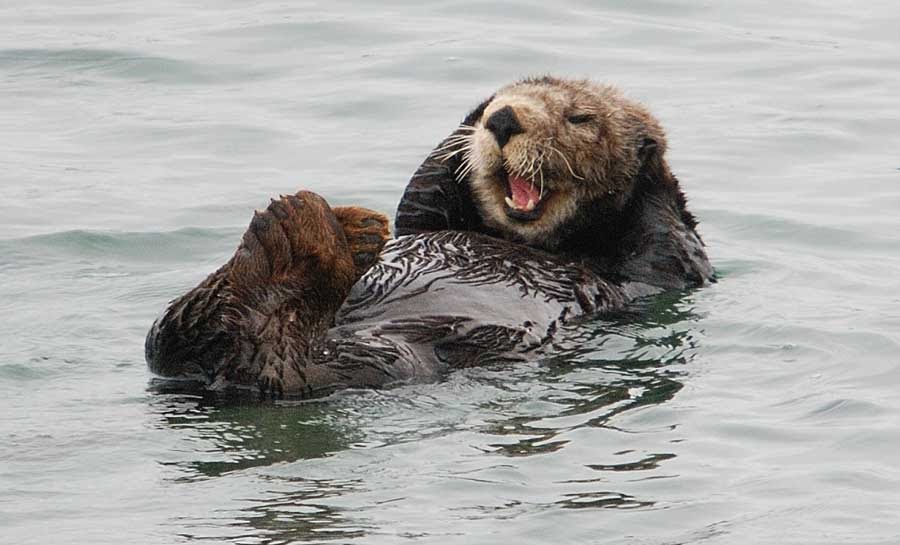 Birding Without Barriers: Happy Independence Day!
