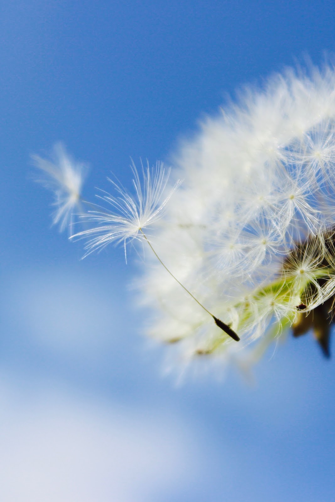 Pusteblumen über Pusteblumen