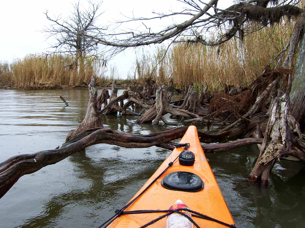 Kayaking the Mobile-Tensaw River Delta: 01/27/2007 – Bay Grass