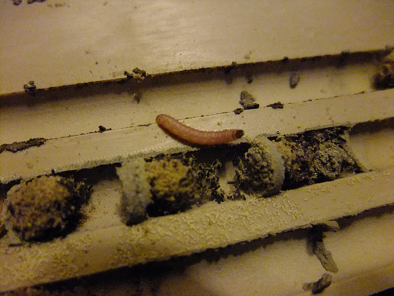 Pink grub inside nests - Beediverse Mason Bees