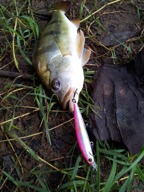 LURE × STYLE: Lure Review - Zipbaits Rigge MD56SS