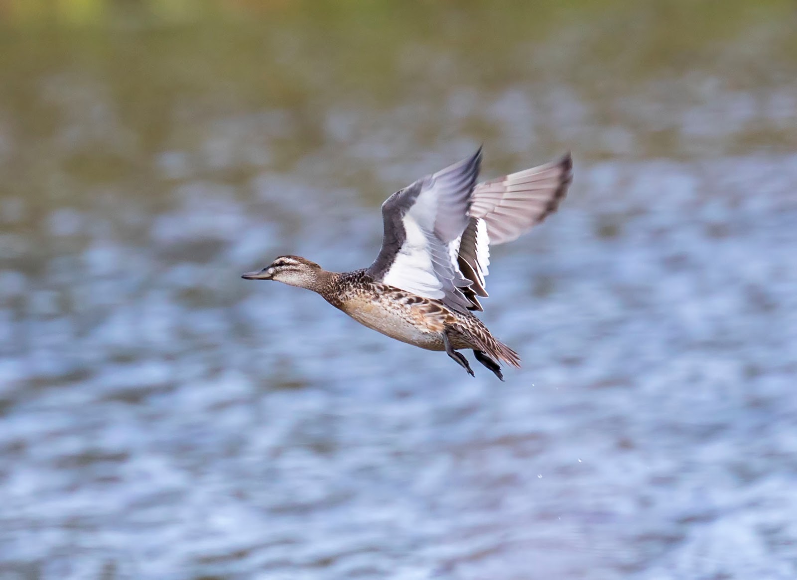 pewit: the eclipse drake Garganey
