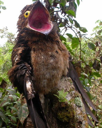 Real Monstrosities: Potoo