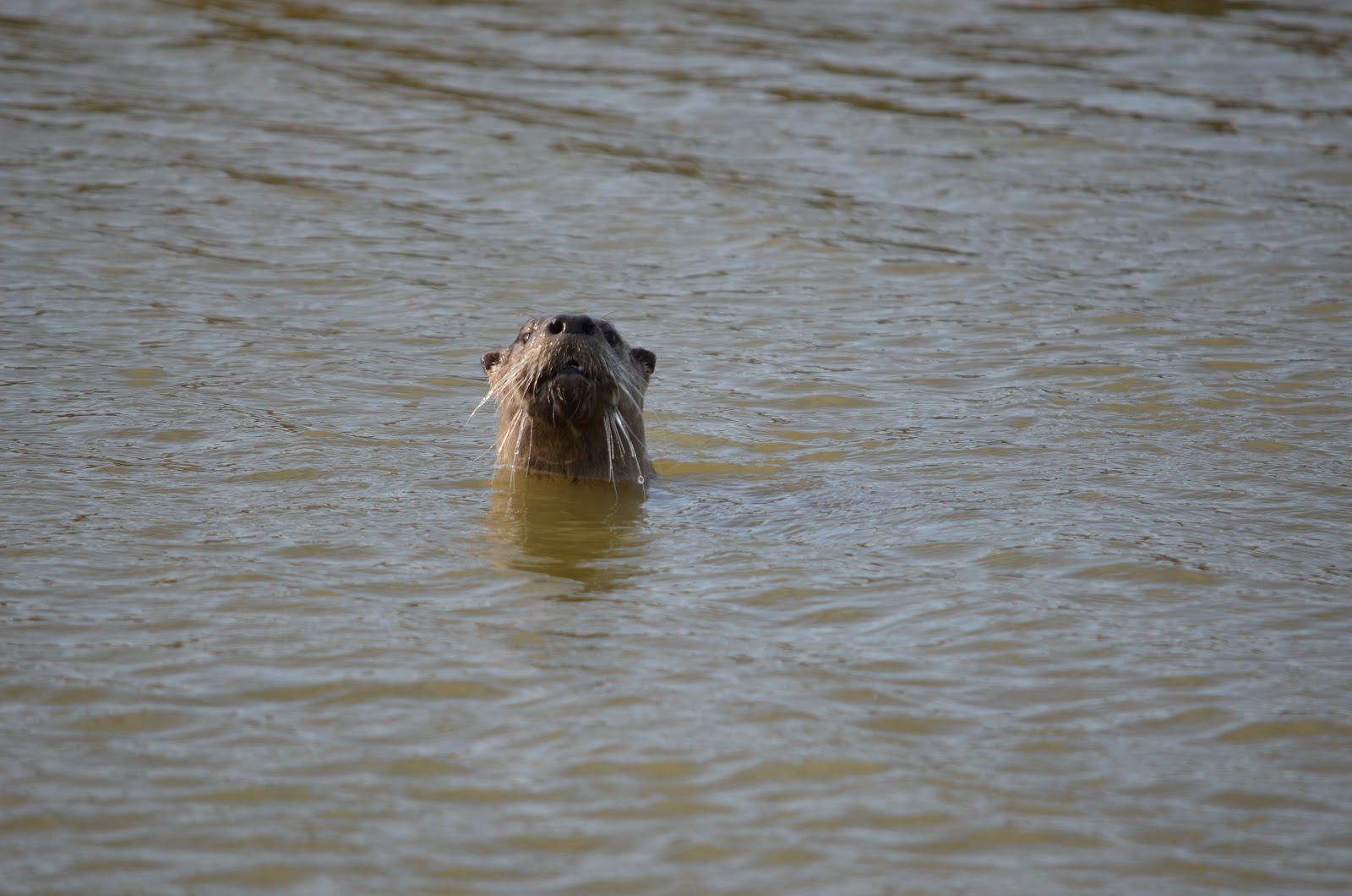 Tough is not enough: River otter at Yolo Bypass & South Tahoe Lake, CA