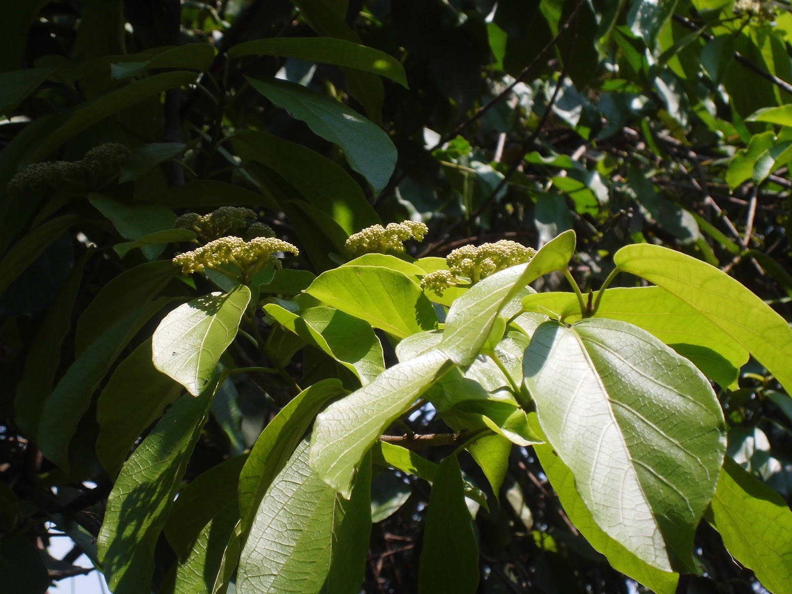 Cincau Hijau Flower ( Melastoma Polyanthum )