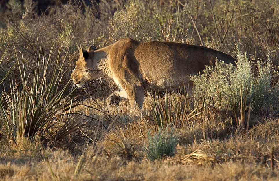 Lucky impala escapes from lion's jaws (6 pics) | Amazing Creatures