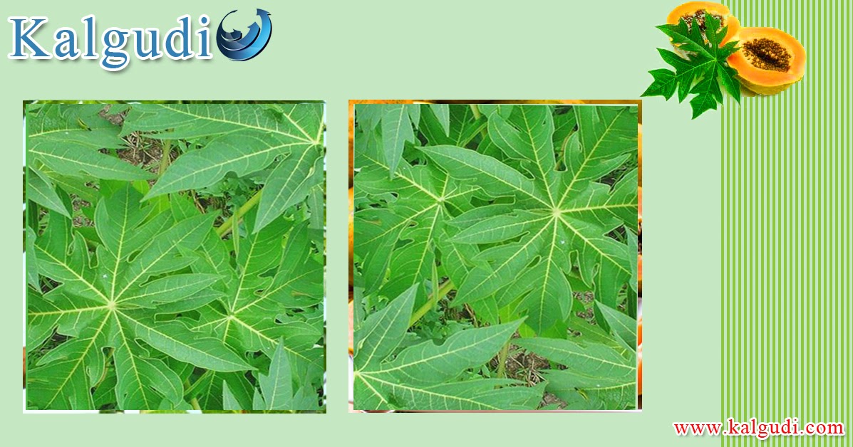 Kalgudi: Value Addition in Papaya Farming - Kalgudi success Story