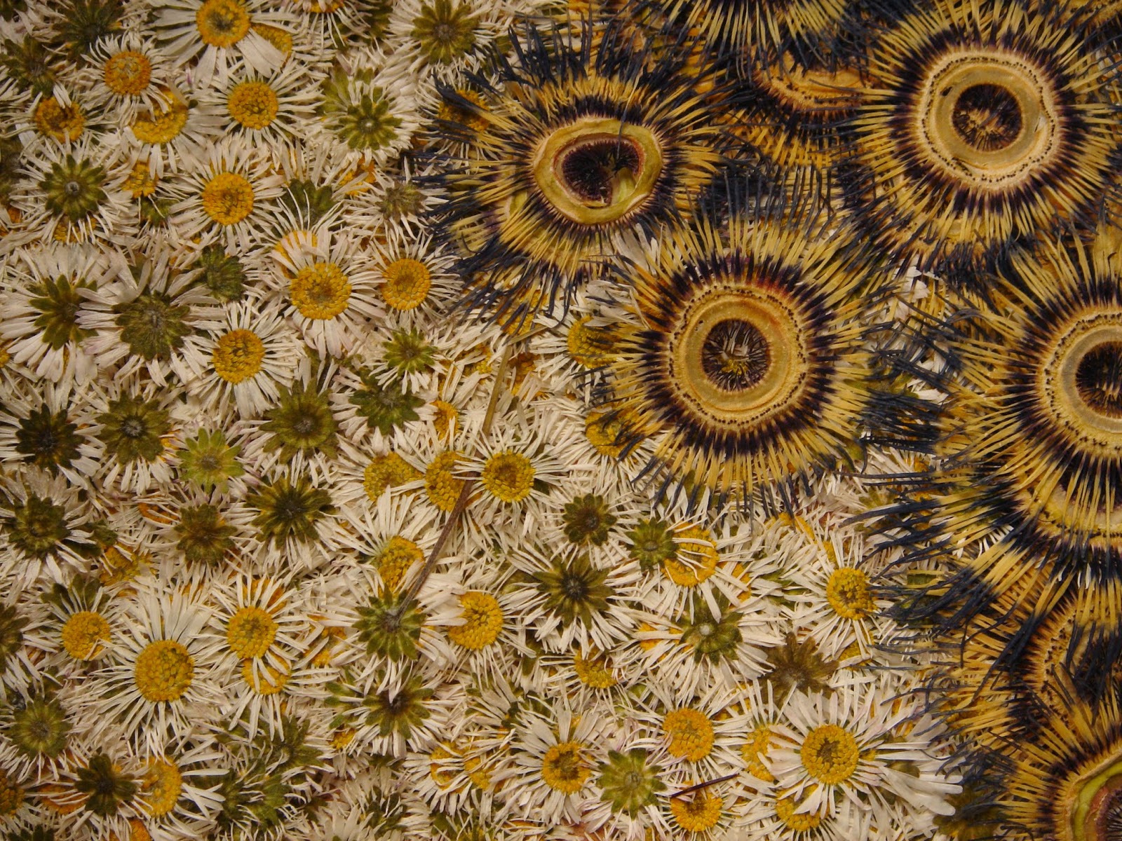 the winnebago diaries: { Before it was BeesWax .. The Untold Story ...