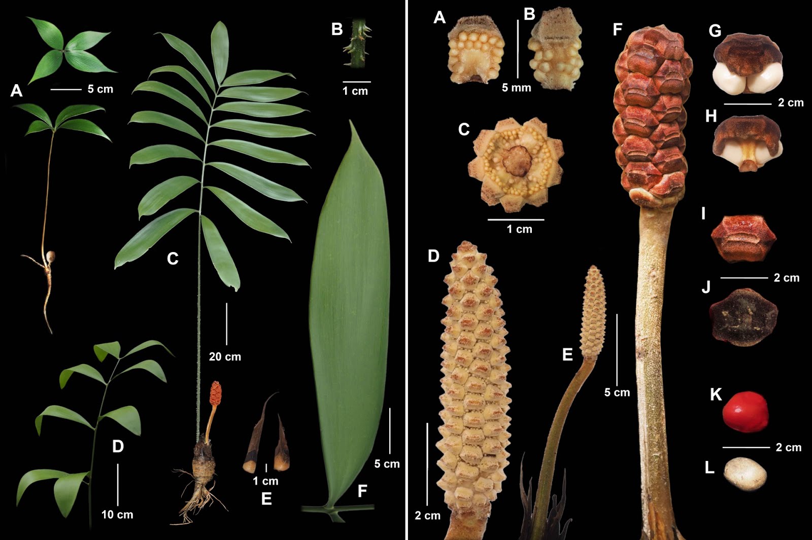 Species New to Science: [Botany • 2018] Zamia paucifoliolata (Zamiaceae ...