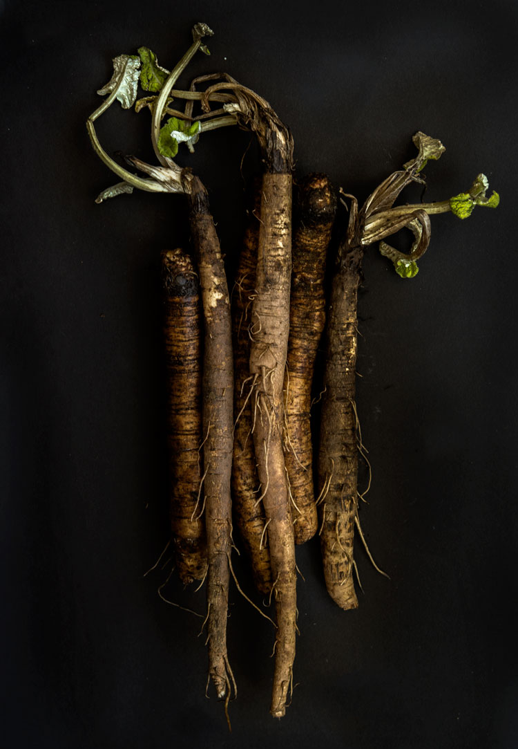 Burdock Root (Gobo) Salad - WILD GREENS & SARDINES