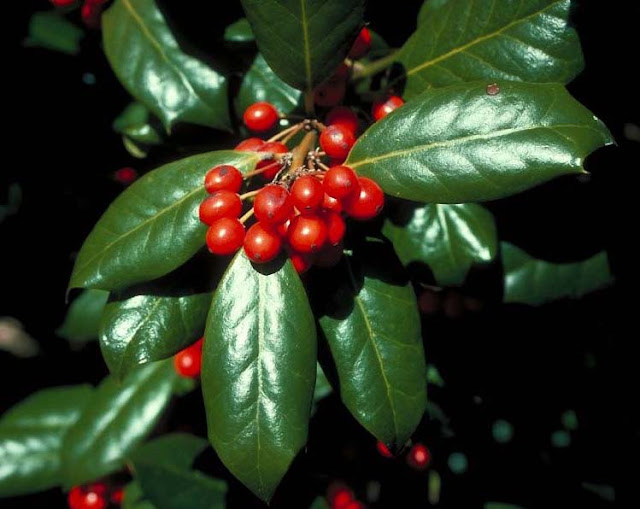 Beechwood Landscape Architecture and Construction: Chinese Holly ...