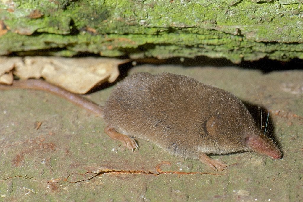 La musaraña es venenosa?