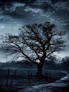 Dark Tree - Nature Mobile Wallpaper - Mobile Wallpapers