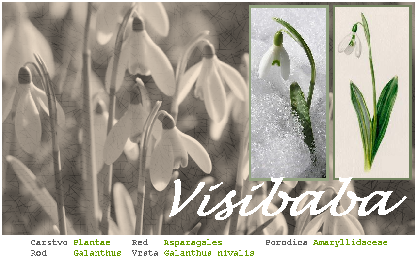 101 cvet : travnja 2017