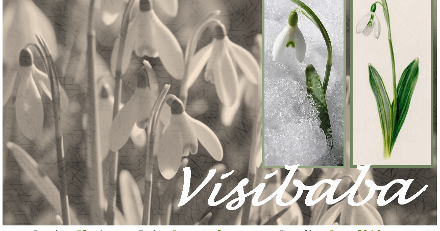 101 cvet : Visibaba - simbol nade i istinske čistote