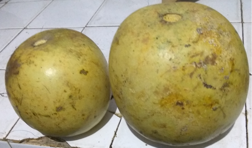 Ajeeb Herb अजीब हर्ब: 2017