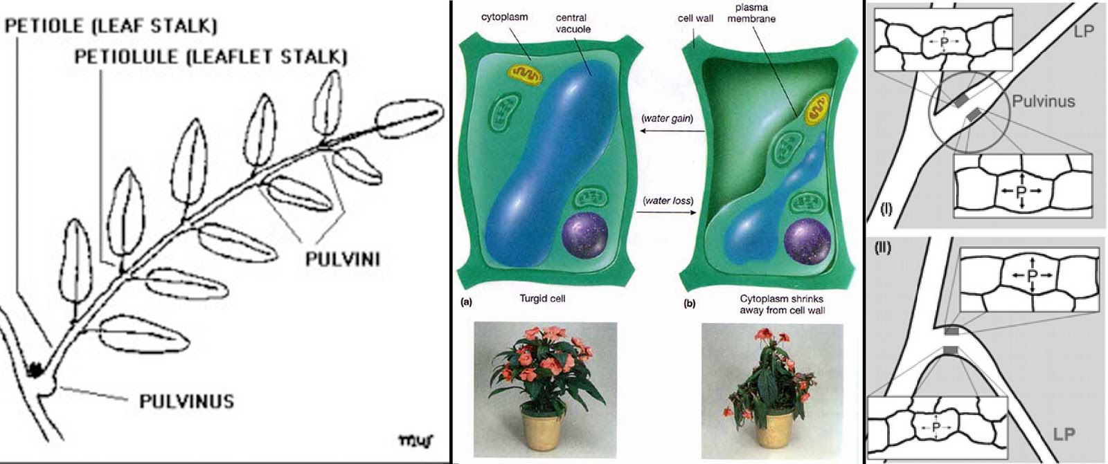 Plants That Don t Sleep Will Take The Dirt Nap The Nature Of Science Plants That Don t Sleep Will Take The Dirt Nap The Nature Of Science