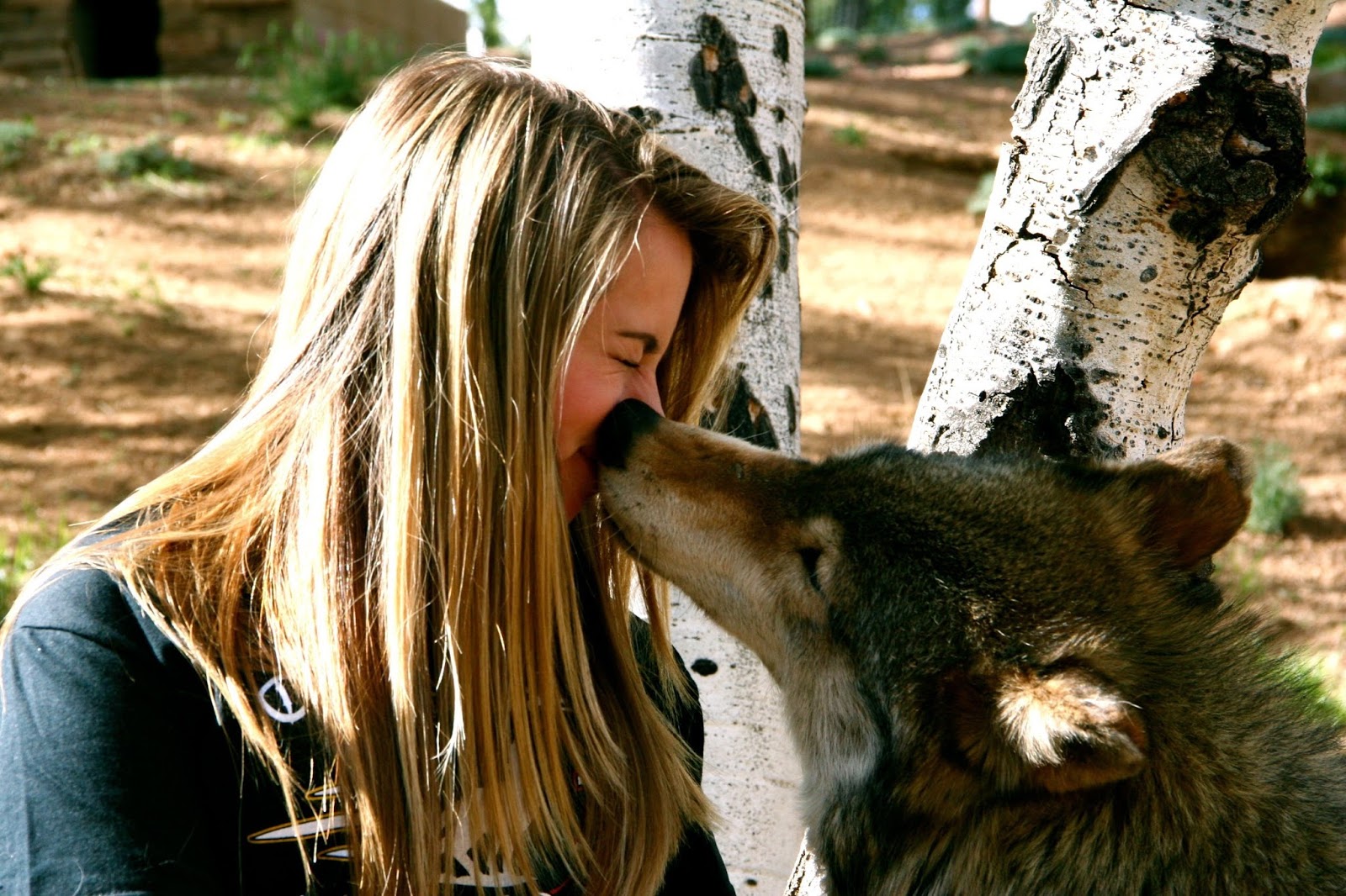 White Wolf : Get Up Close and Personal with Wolves at Colorado Wolf and ...