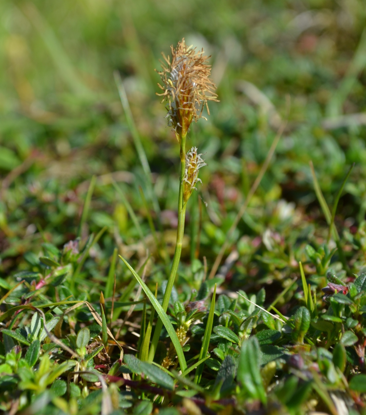 Walks among Flowers: May 2012