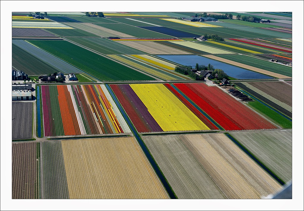 Inilah Pemandangan Ladang Bunga Terindah di Dunia | ardiyansyah.com