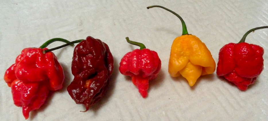 7 pot SR Strain - Chili Peppers