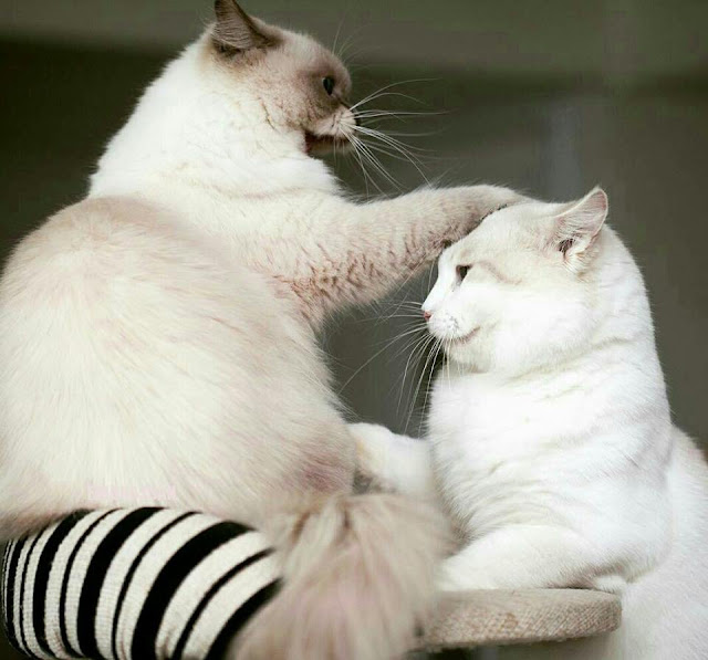 Lawak Kucing | Bila Meow Dirasuk Jin - Kongxie | Kongsi Artikel Dan ...