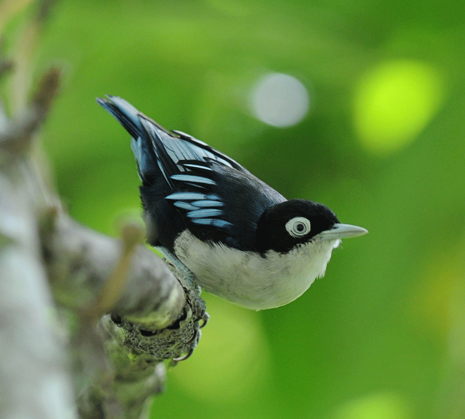 ZOOTHERA BIRDING BLOG: September 2013