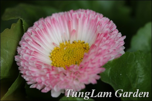 Một mùa lỗi hẹn với hoa Cúc Daisy - Cây Cảnh Đà Nẵng,cây xanh Đà Nẵng ...