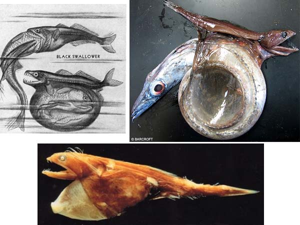 Black Swallower Fish Eating