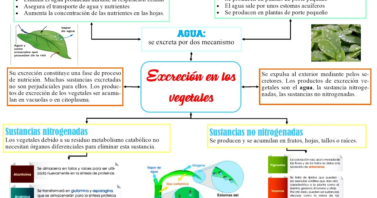 4. Histología y fisiología vegetal II "I"_Baque Maria : LA EXCRECIÓN EN ...