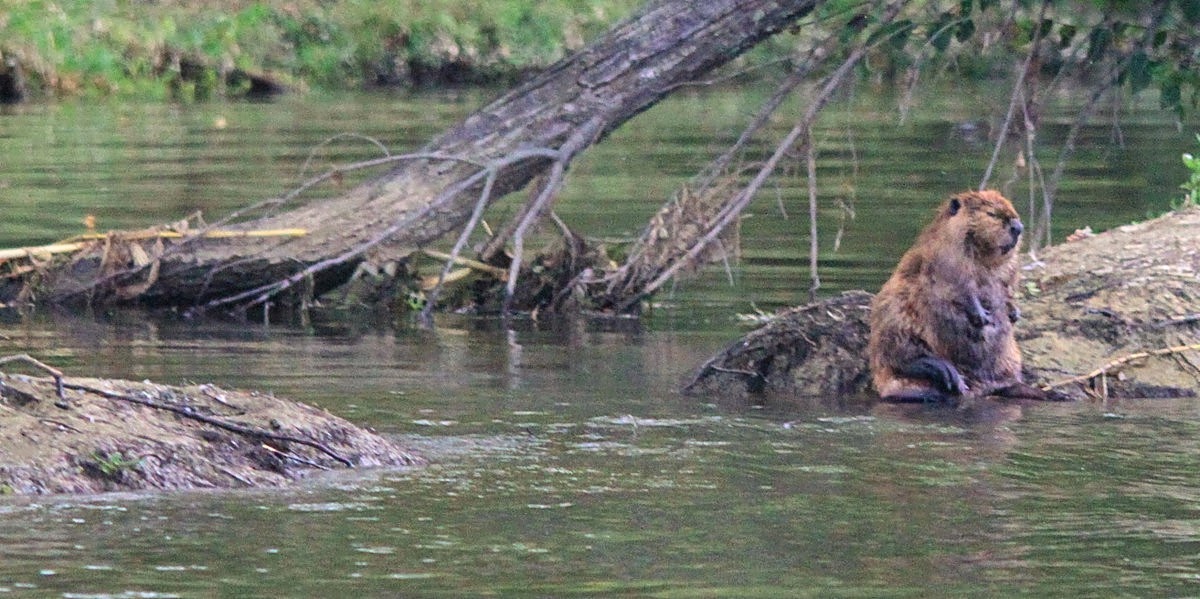 Gary's Outdoor Wanderings2: MORE UNUSUAL BEAVER PICS