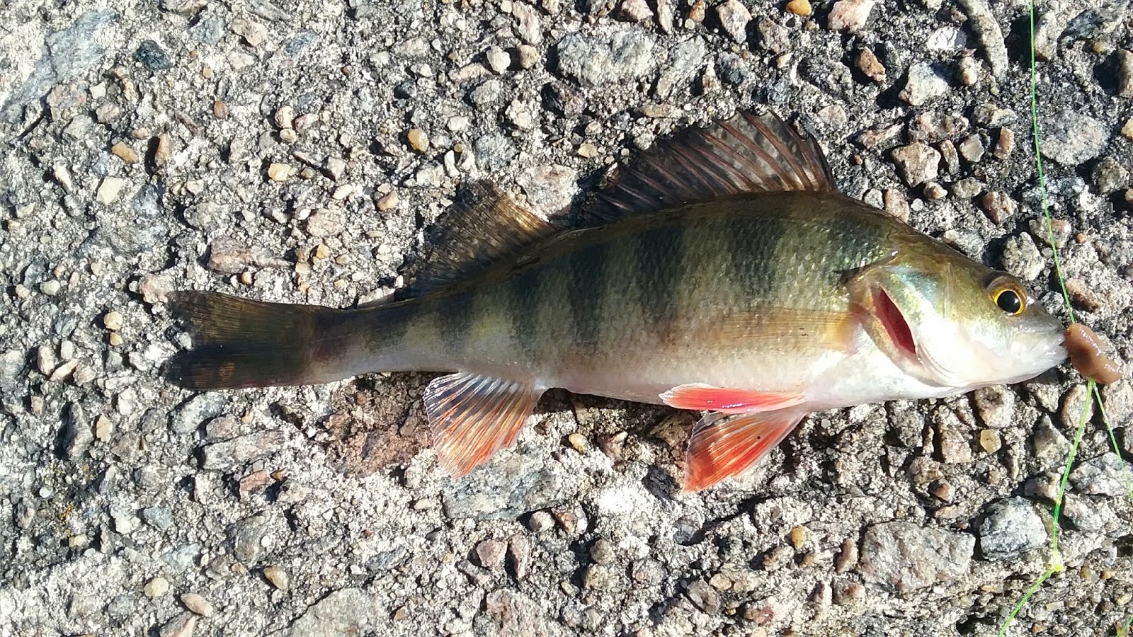 North Carolina River Fishing and Canoeing with Mack: Lunch Break ...