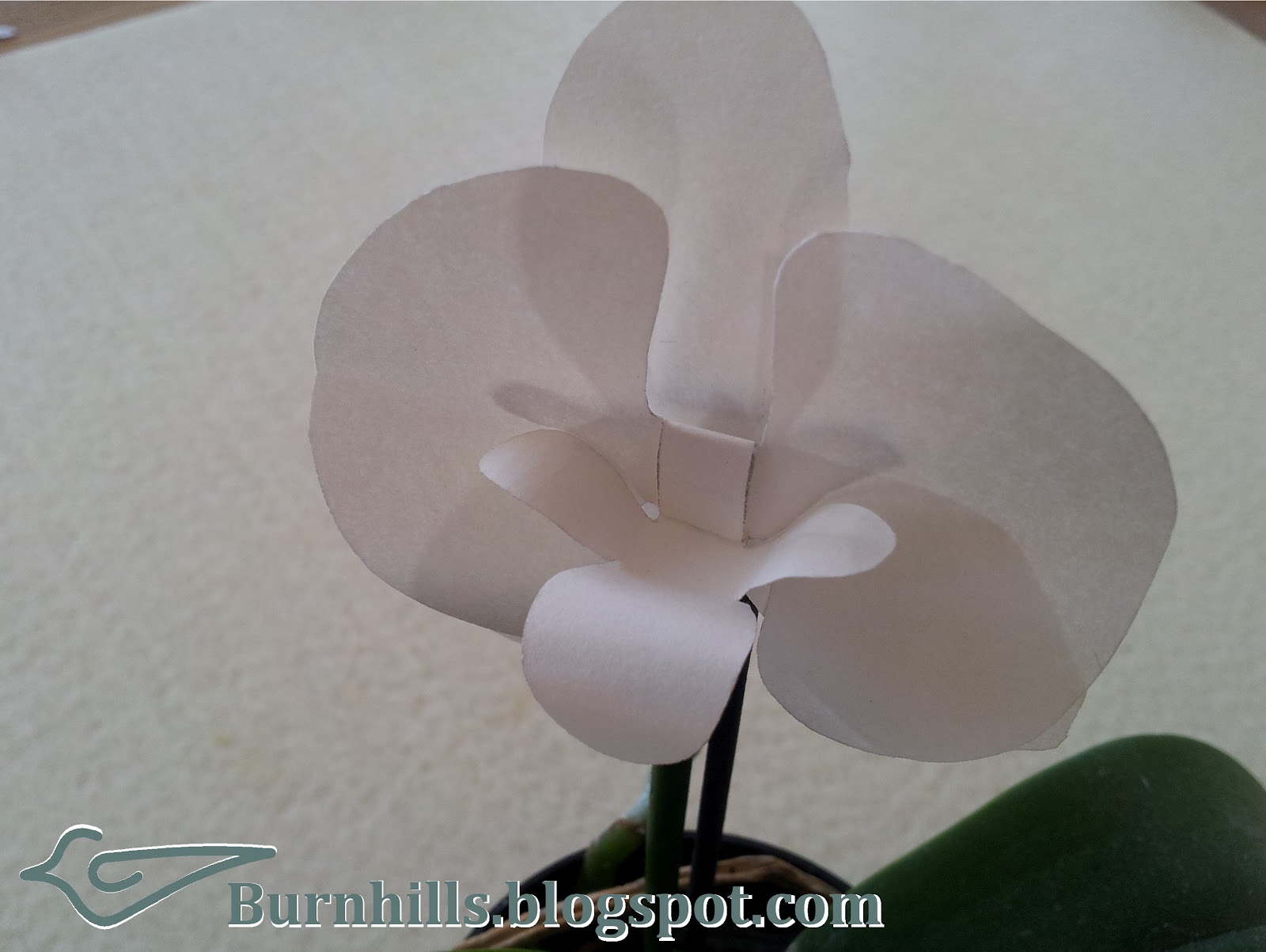 Burnhill's: Paper Orchids