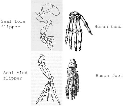 Anthropology and Me: Analogy & Homology
