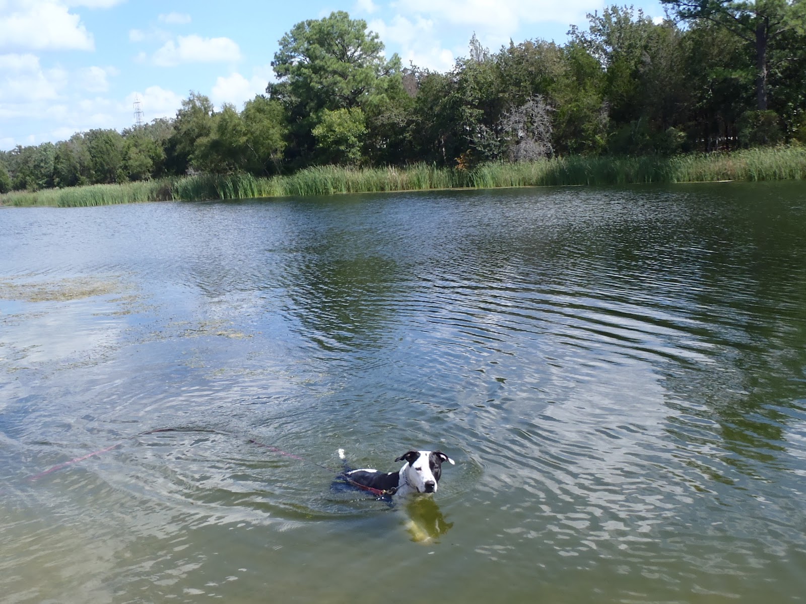 Somewhere In The Middle of Texas: South Shore at Lake Bastrop