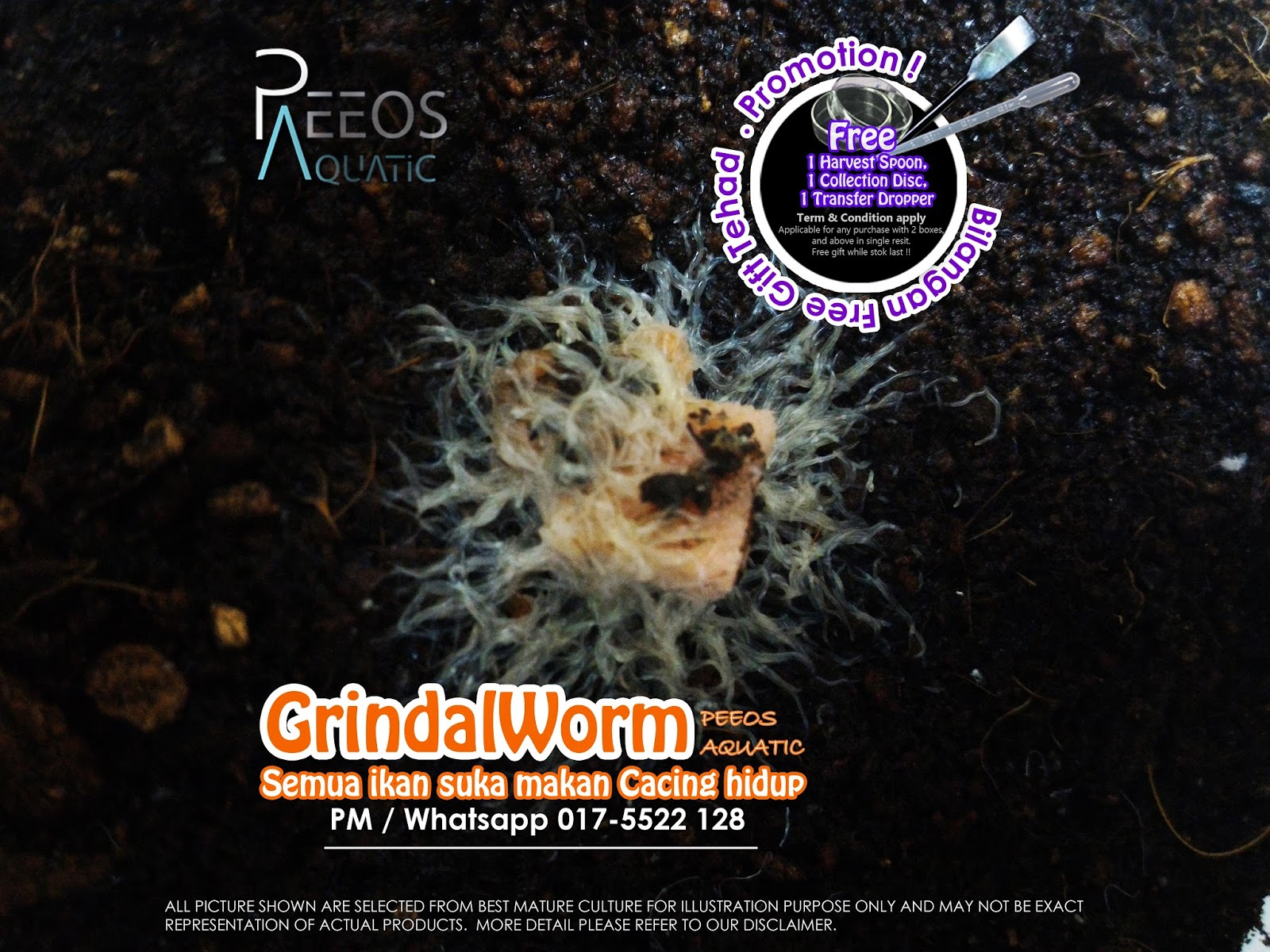 PEEOS AQUATIC: Grindal Worm Teoh culture