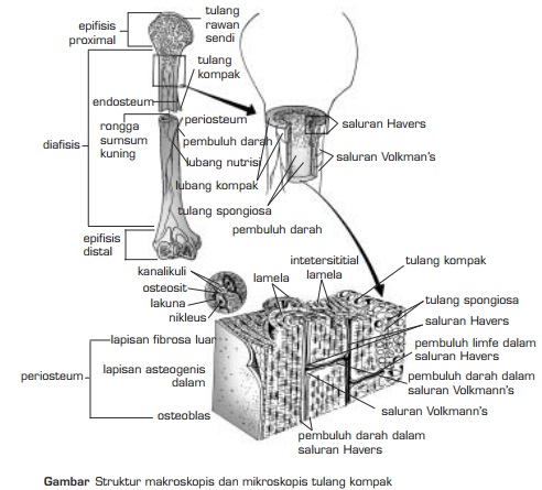 BIOLOGI SMA: Sistem Gerak