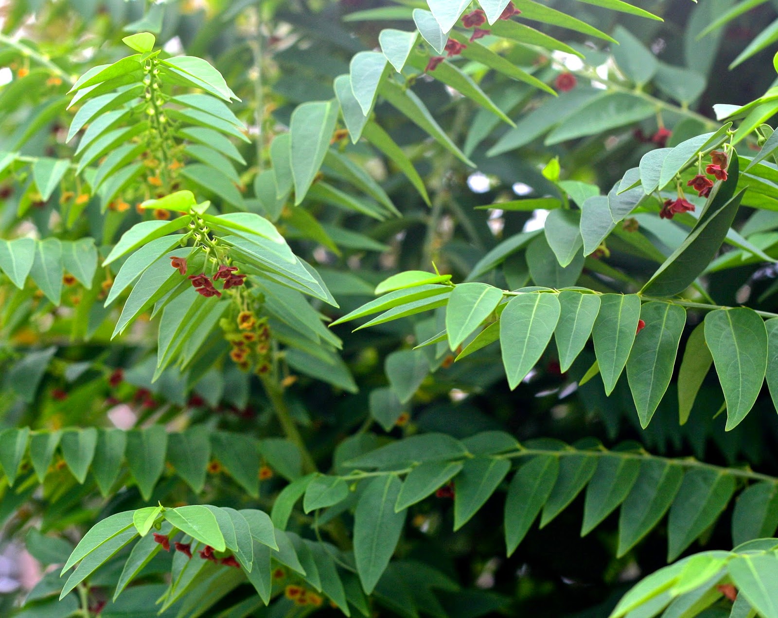 Sulcata Grove: October 2014