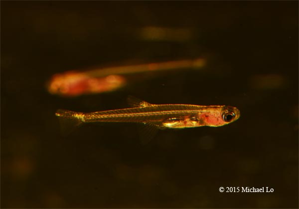 The rainforests of Borneo & Southeast Asia: Visiting fishes in peat ...