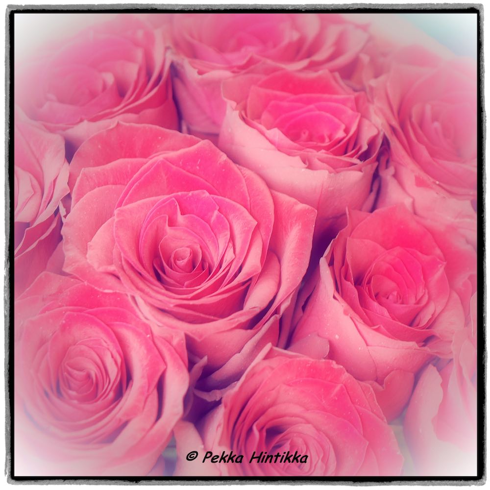 KuvaPekan KuvaKulmia: Ruusut punaiset