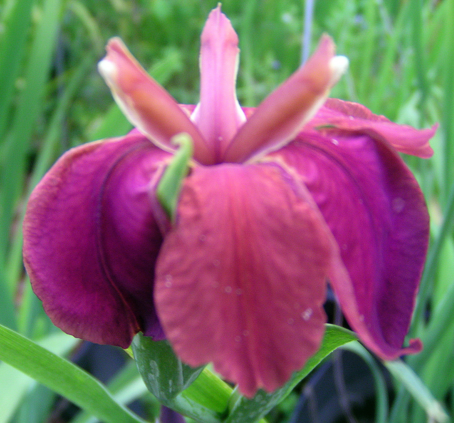 World of Irises: The Louisiana Iris Species Preservation Project