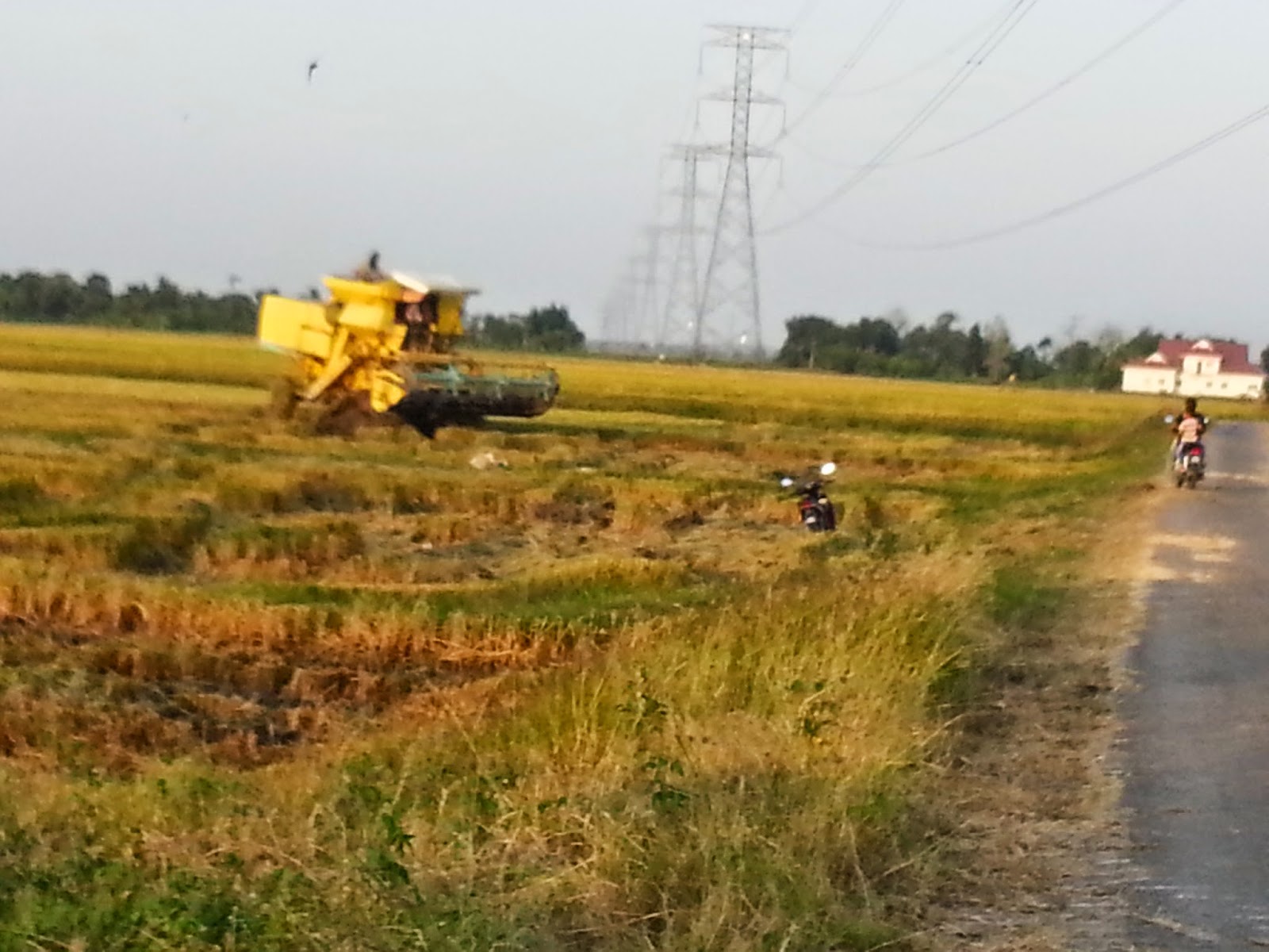 Musim menuai padi di Perlis ~ Homestay Tambun Tulang Arau Perlis